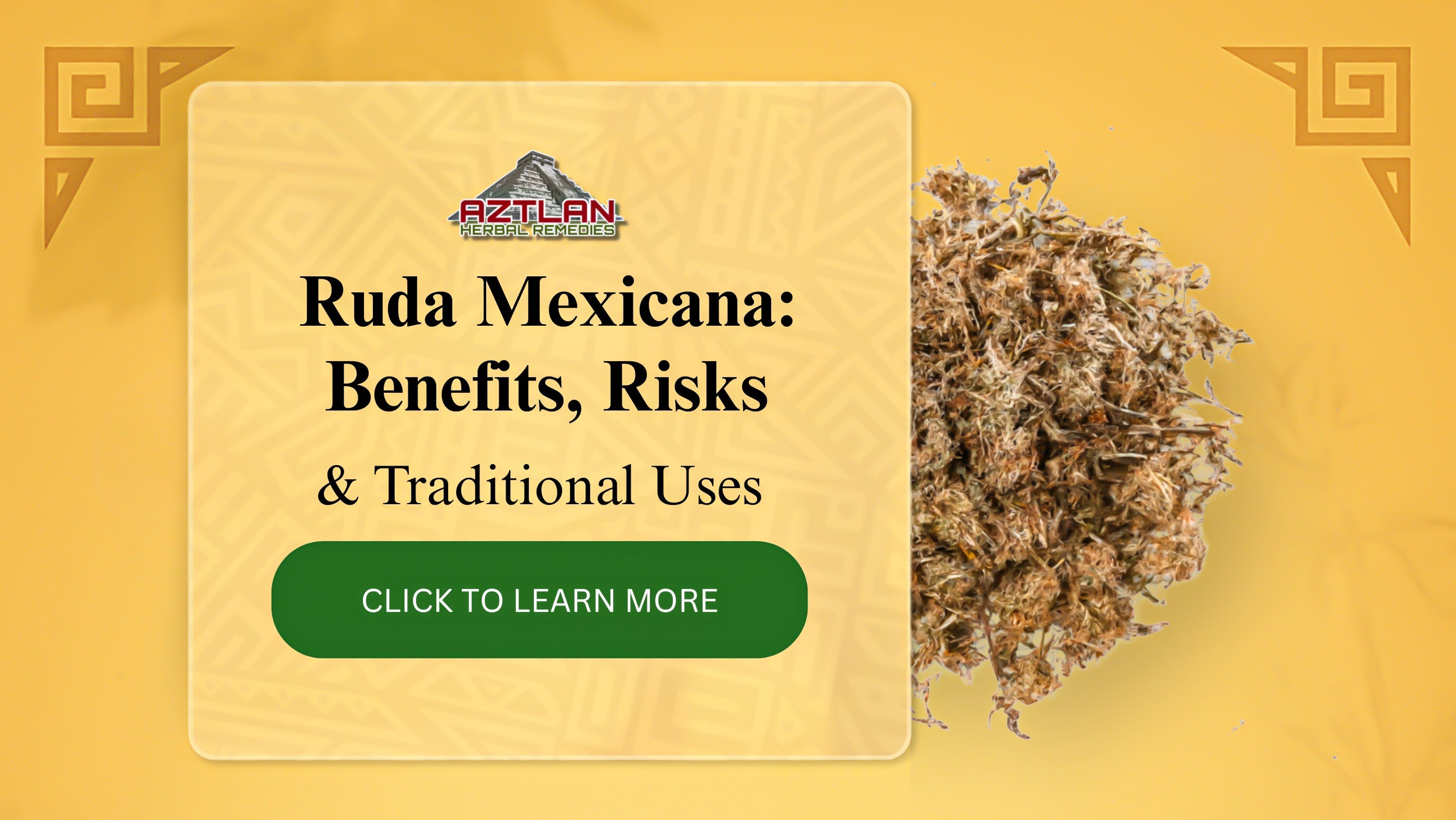 Ruda Mexicana (Rue): Benefits, Risks & Traditional Uses | Aztlan Herbal ...