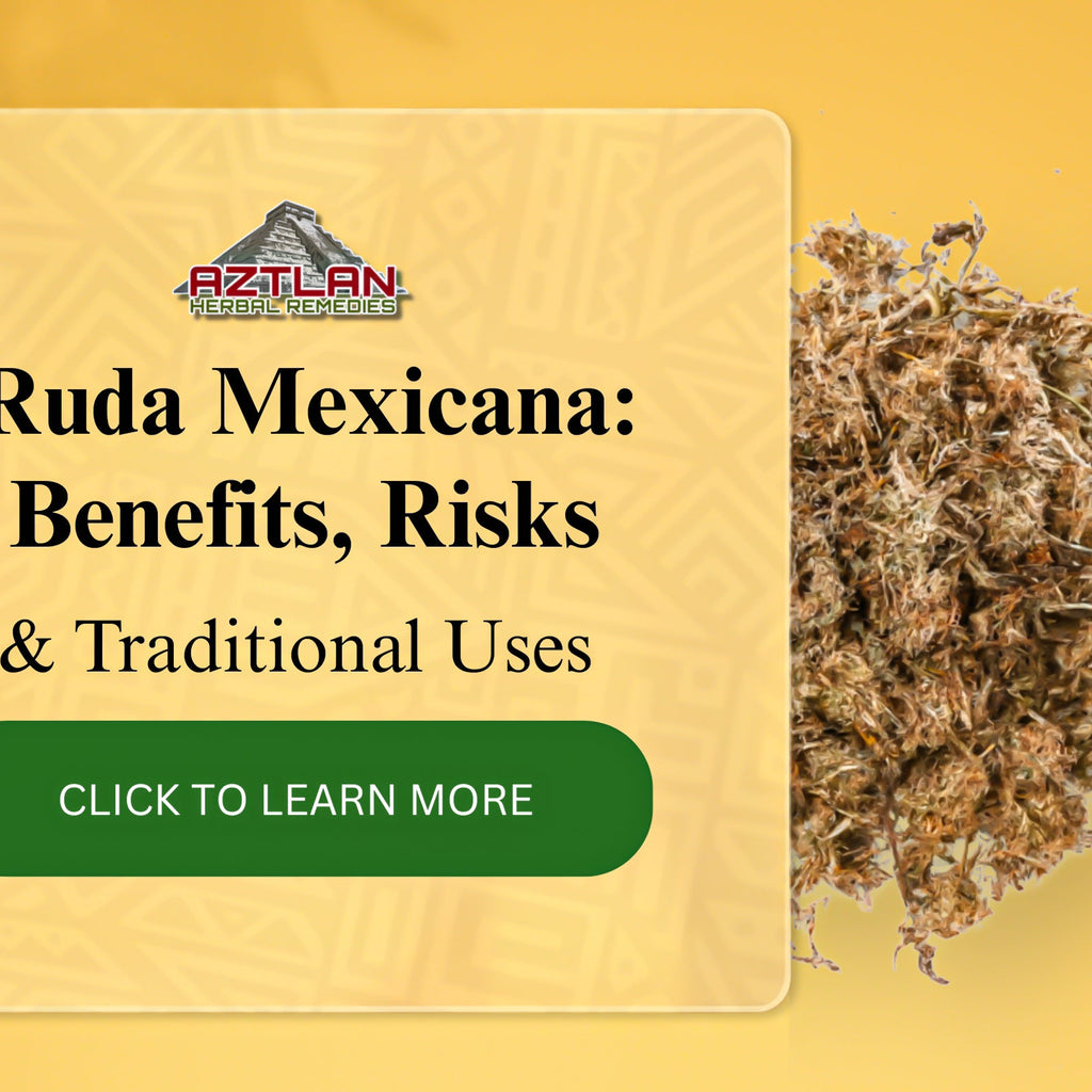 Ruda Mexicana (Rue): Benefits, Risks & Traditional Uses | Aztlan Herbal ...