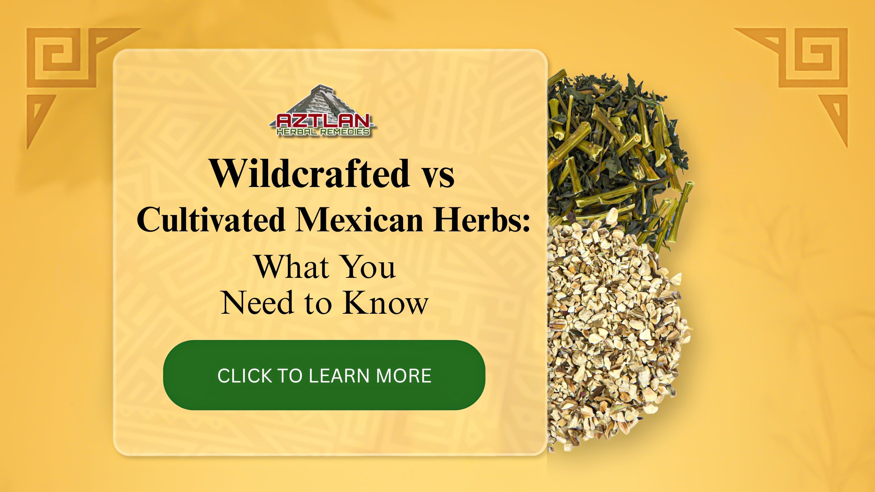 Wildcrafted vs Cultivated Mexican Herbs: Benefits & Differences ...